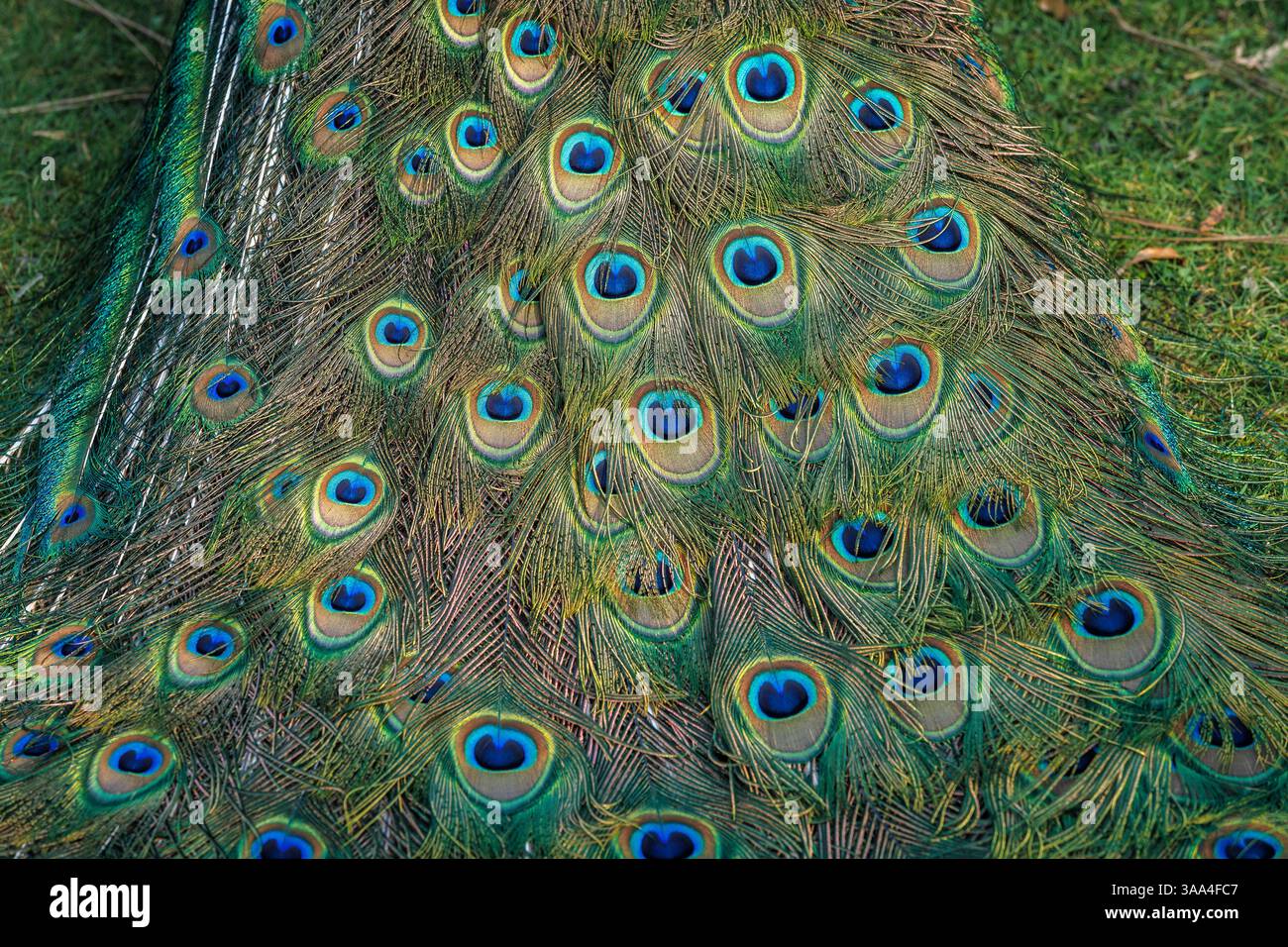 feathers of the train of a peacock, common peafowl (lat. Pavo cristatus ...