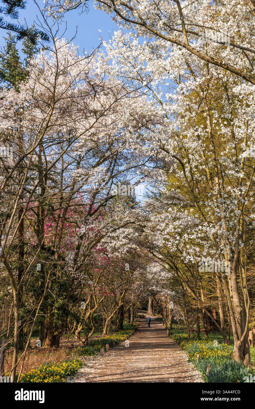 flowering magnolia (lat. Magnolia) at the Forstbotanischer Garten ...
