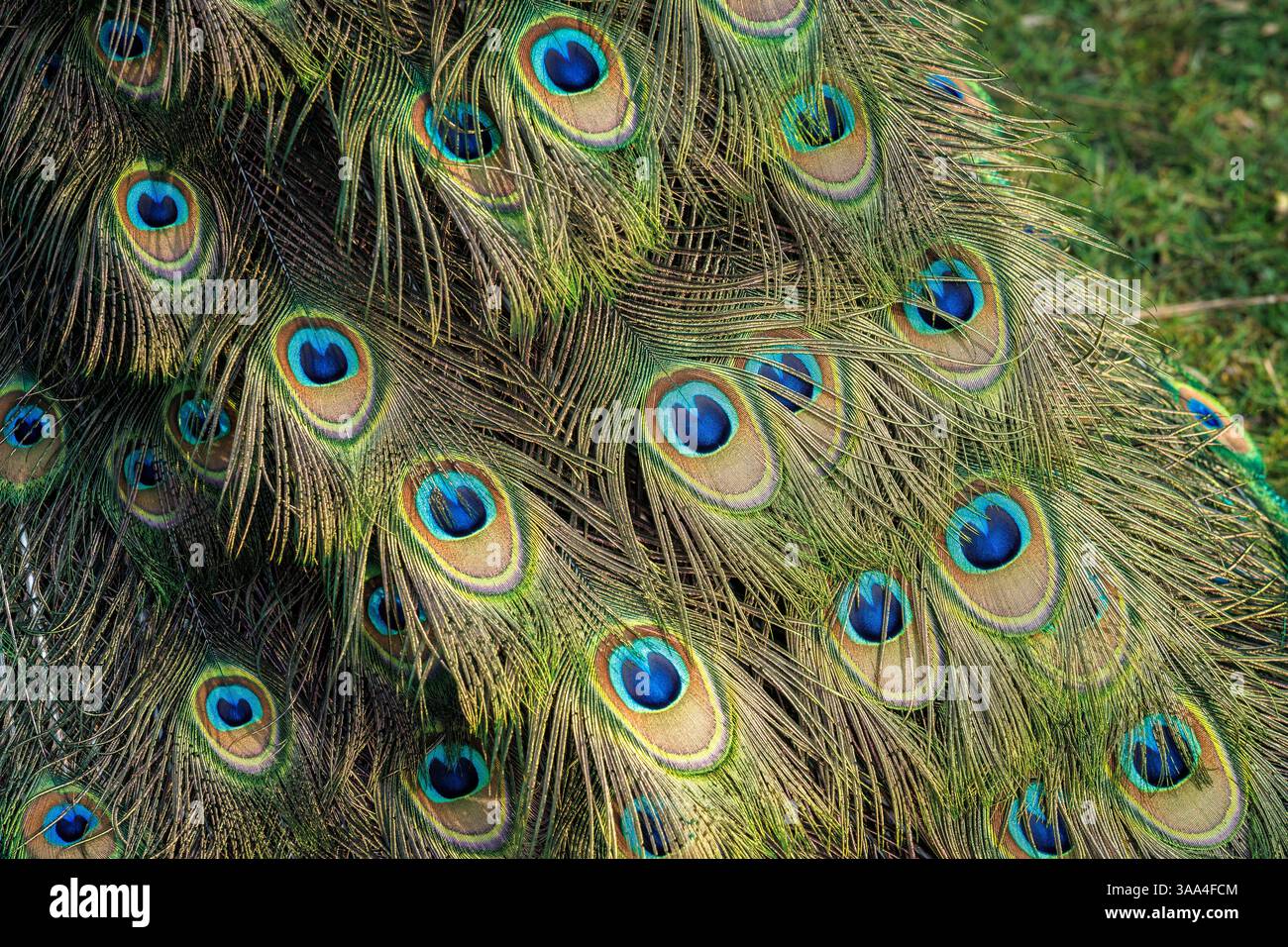 feathers of the train of a peacock, common peafowl (lat. Pavo cristatus ...