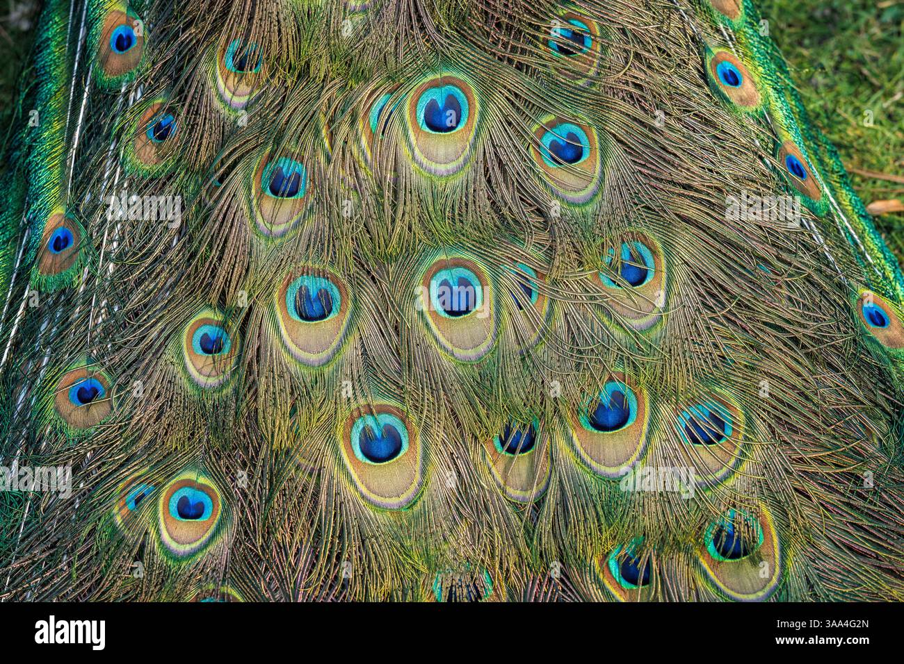 feathers of the train of a peacock, common peafowl (lat. Pavo cristatus ...