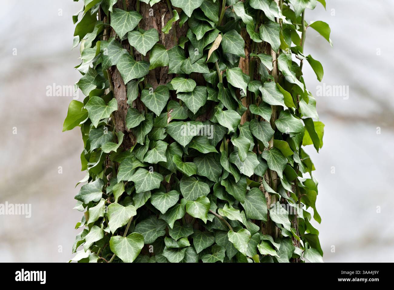 Tree covered by climbing ivy aka hedera Stock Photo - Alamy