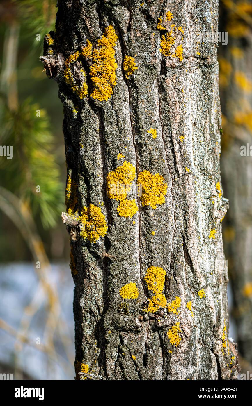 Close-up of textured tree bark with vibrant yellow xanthoria parietina ...