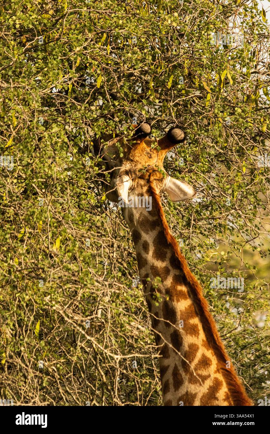 Giraffe pushing its entire head into an acaia tree, that only its ears ...