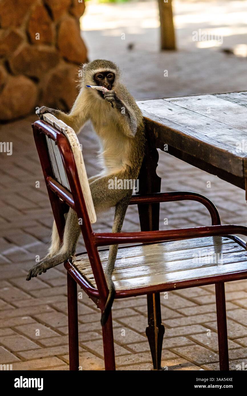 A Vervet Monkey, sitting a chair at a café at a picnic site in the ...