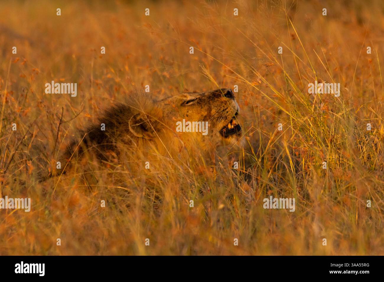 Lion in tall grass roaring, golden in the early morning light in the ...