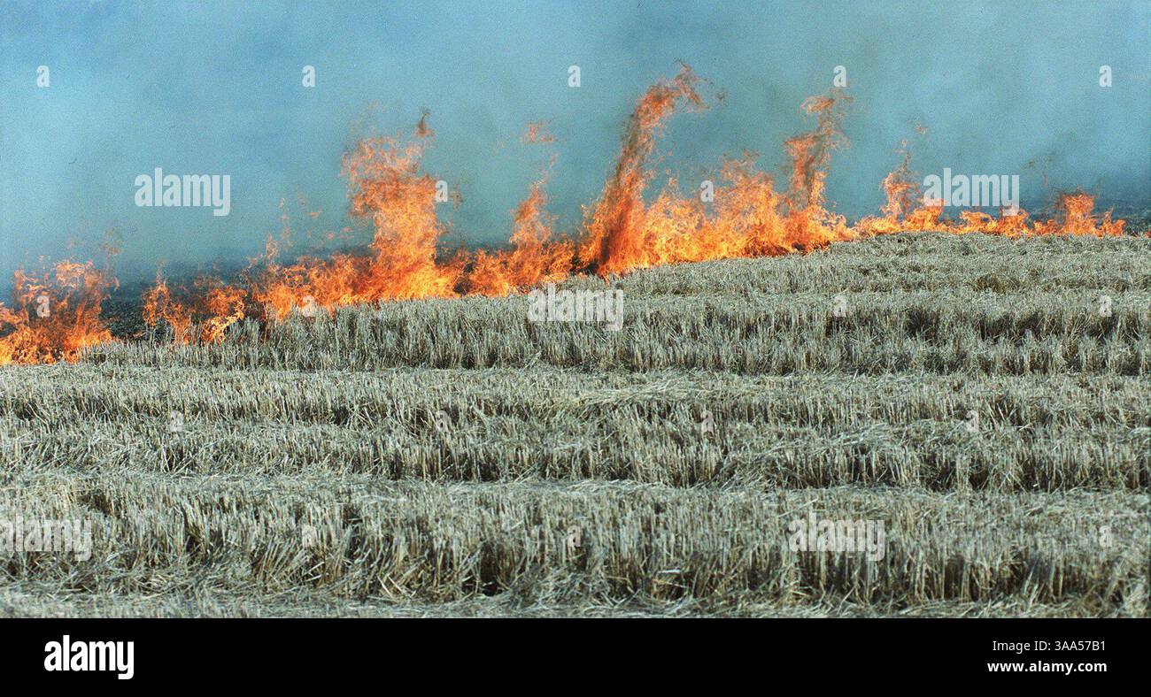 A field of rice straw is burned in Sutter County during a ''burn day ...