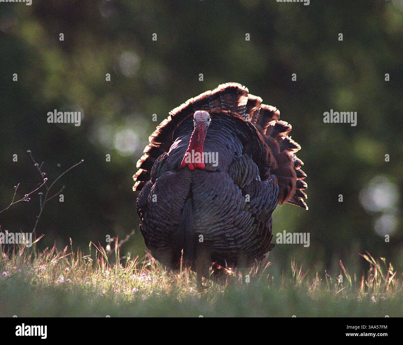A wild male ''tom'' turkey fans his tail feathers on a crisp spring ...