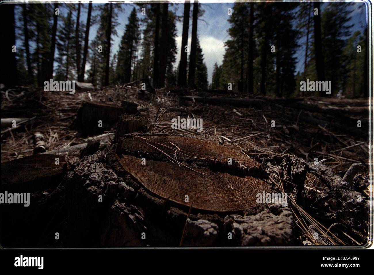 A tree stump lays surrounded by Ponderosa Pines at Tahoe National ...