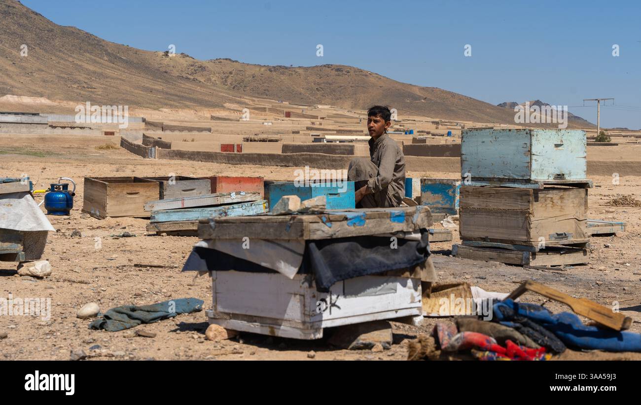 bee apiary on the Herat-Kandahar highway Stock Photo - Alamy