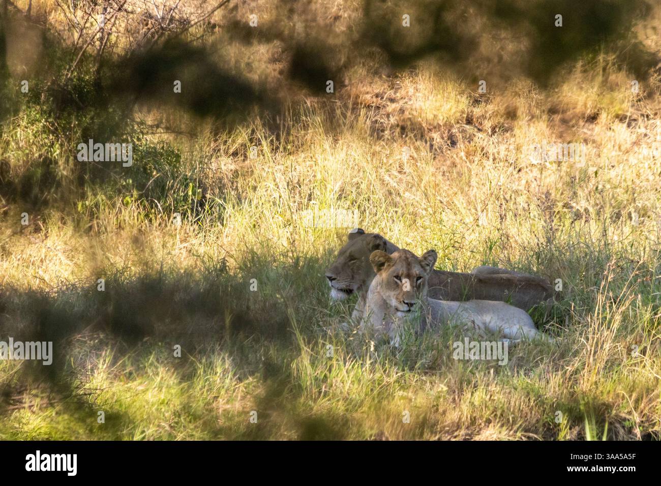 Two lionesses, laying in the shade in the wooded Savana of the Kruger ...
