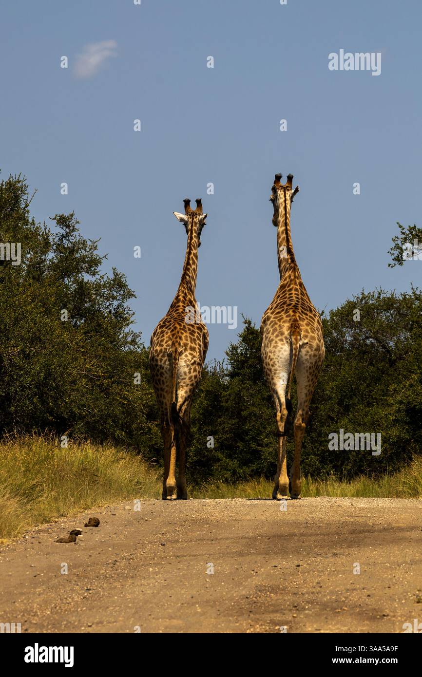 Back view of two giraffes walking away along a dirt road in the Kruger ...