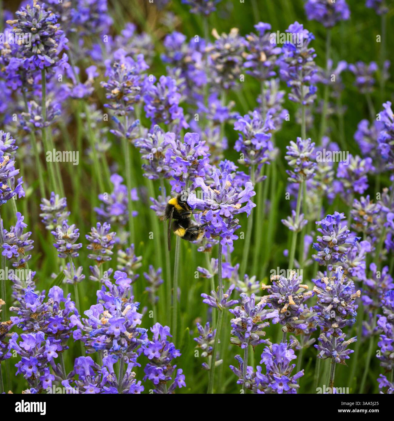 English Lavender (purple flowering shrubs) & white-tailed bumble bee ...