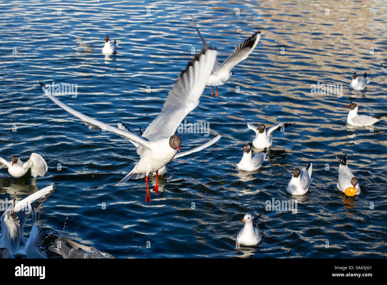A large flock of seagulls is gracefully flying over a vast body of ...