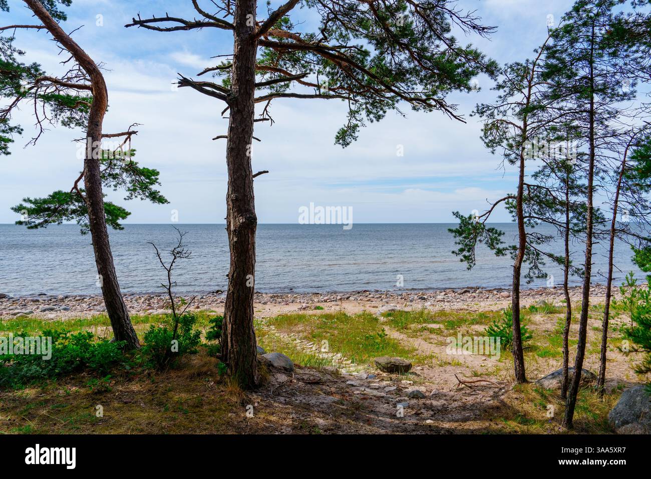 Stunning Landscape Featuring the Baltic Sea Surrounded by Lush Pine ...