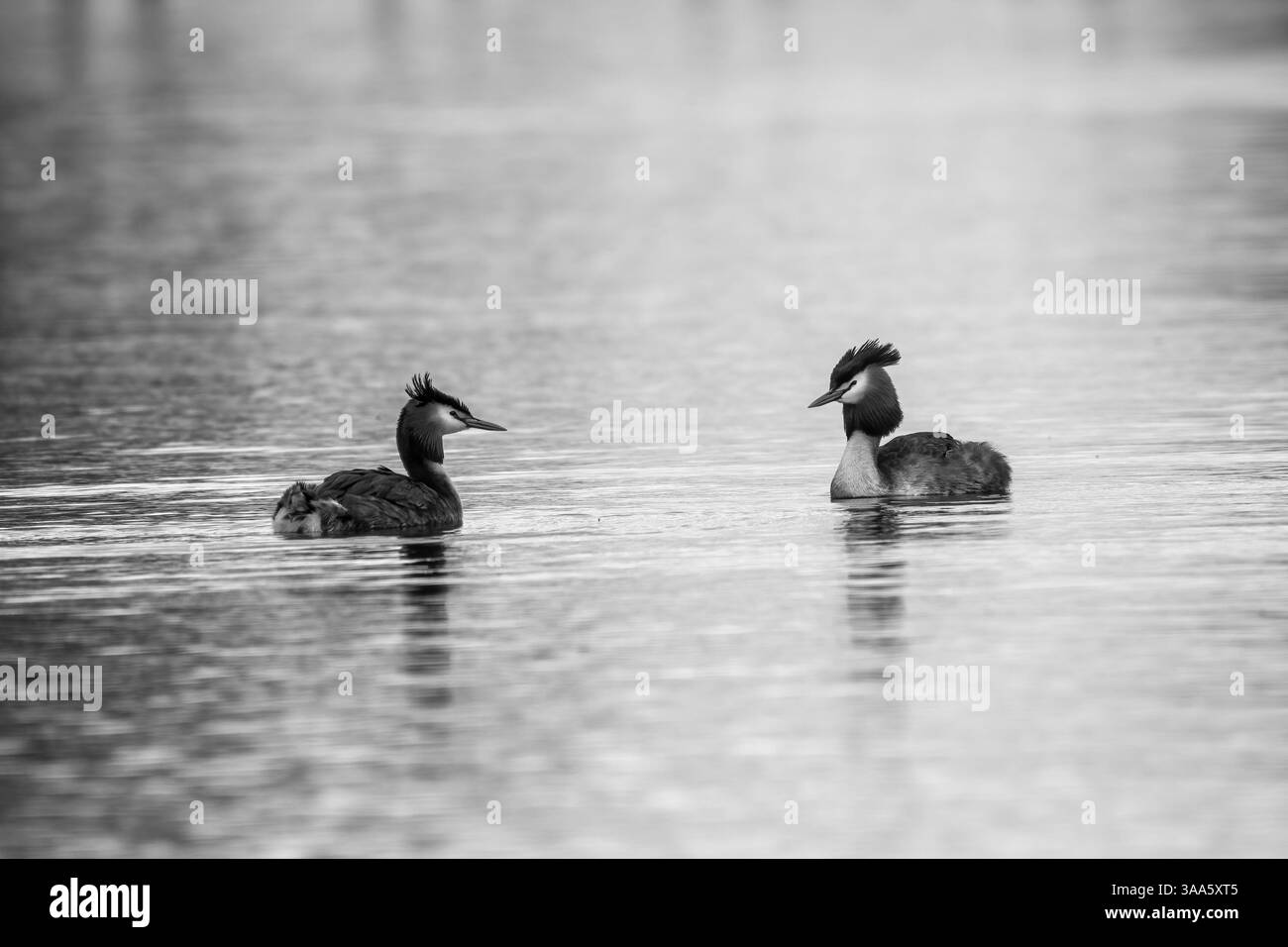 British crested birds Black and White Stock Photos & Images - Alamy