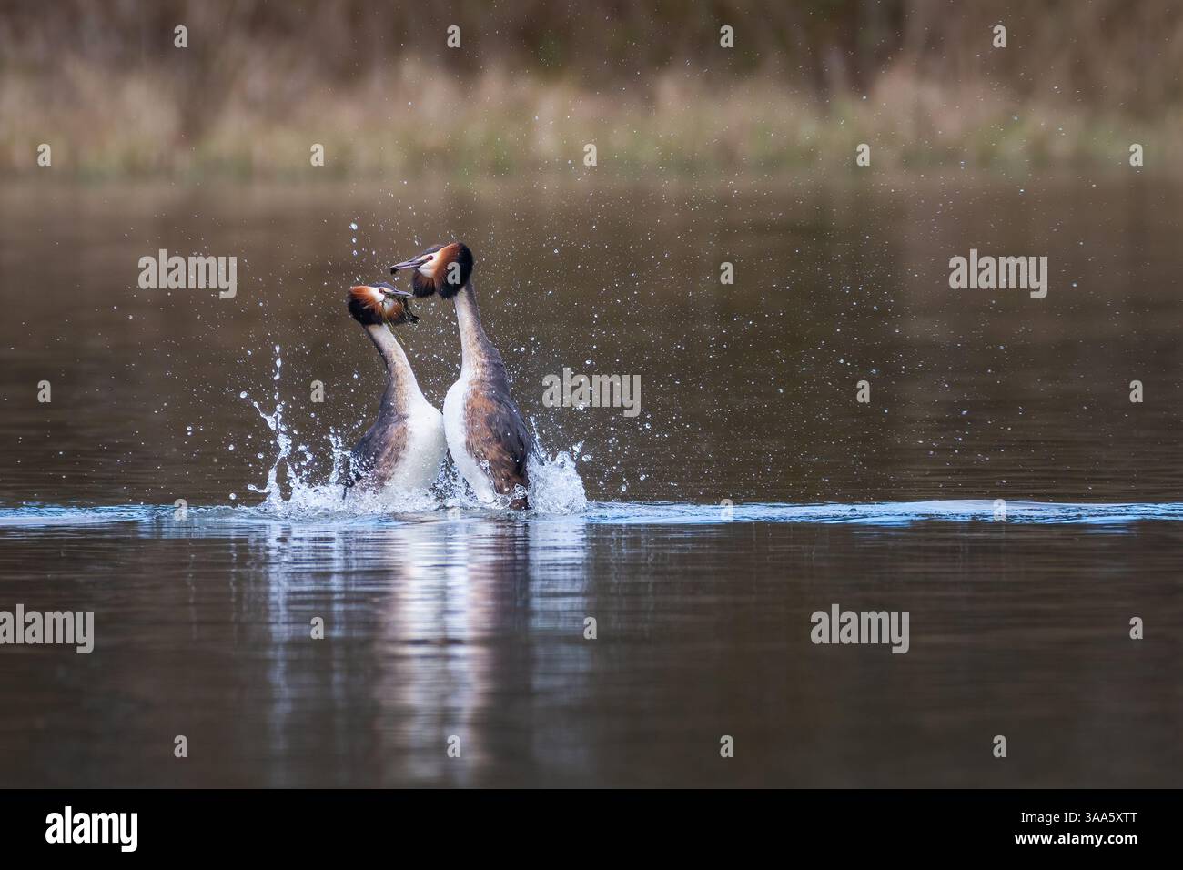 Great crested grebe (Podiceps cristatus) courtship dance, Angus ...