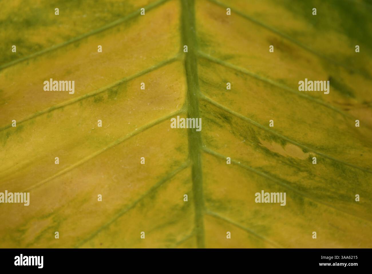 Closeup of Large Yellow leaf with green veins Stock Photo - Alamy