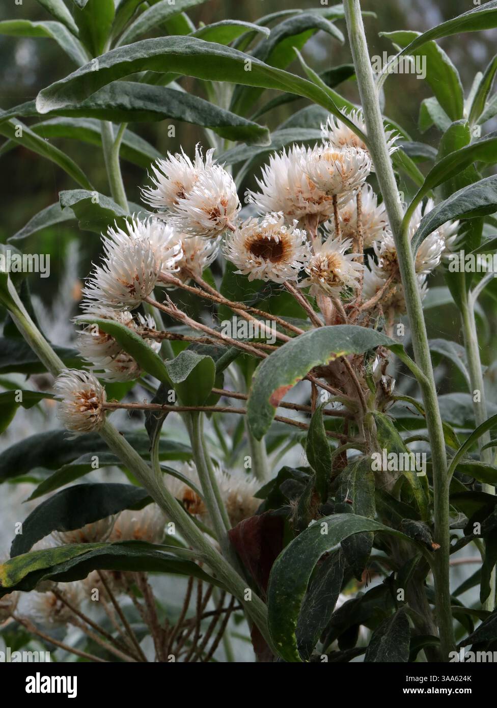 White Paper Daisy or Tall Everlasting, Coronidium elatum, Asteraceae ...