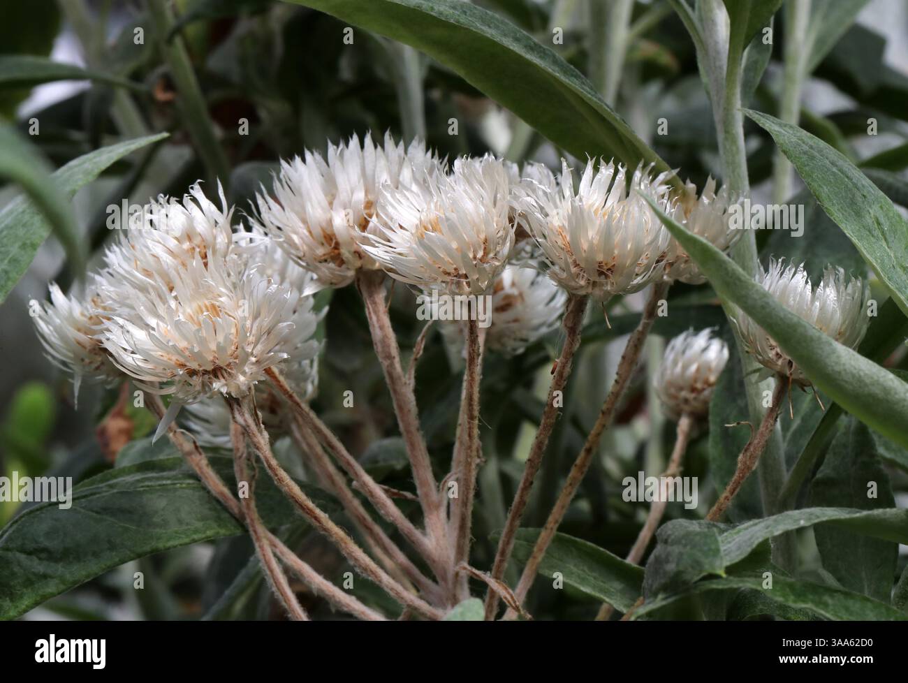 White Paper Daisy or Tall Everlasting, Coronidium elatum, Asteraceae ...