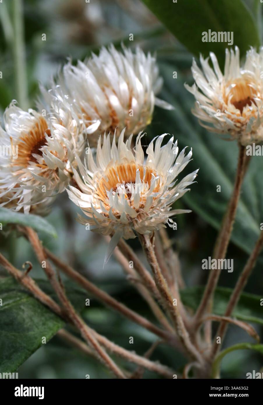 White Paper Daisy or Tall Everlasting, Coronidium elatum, Asteraceae ...