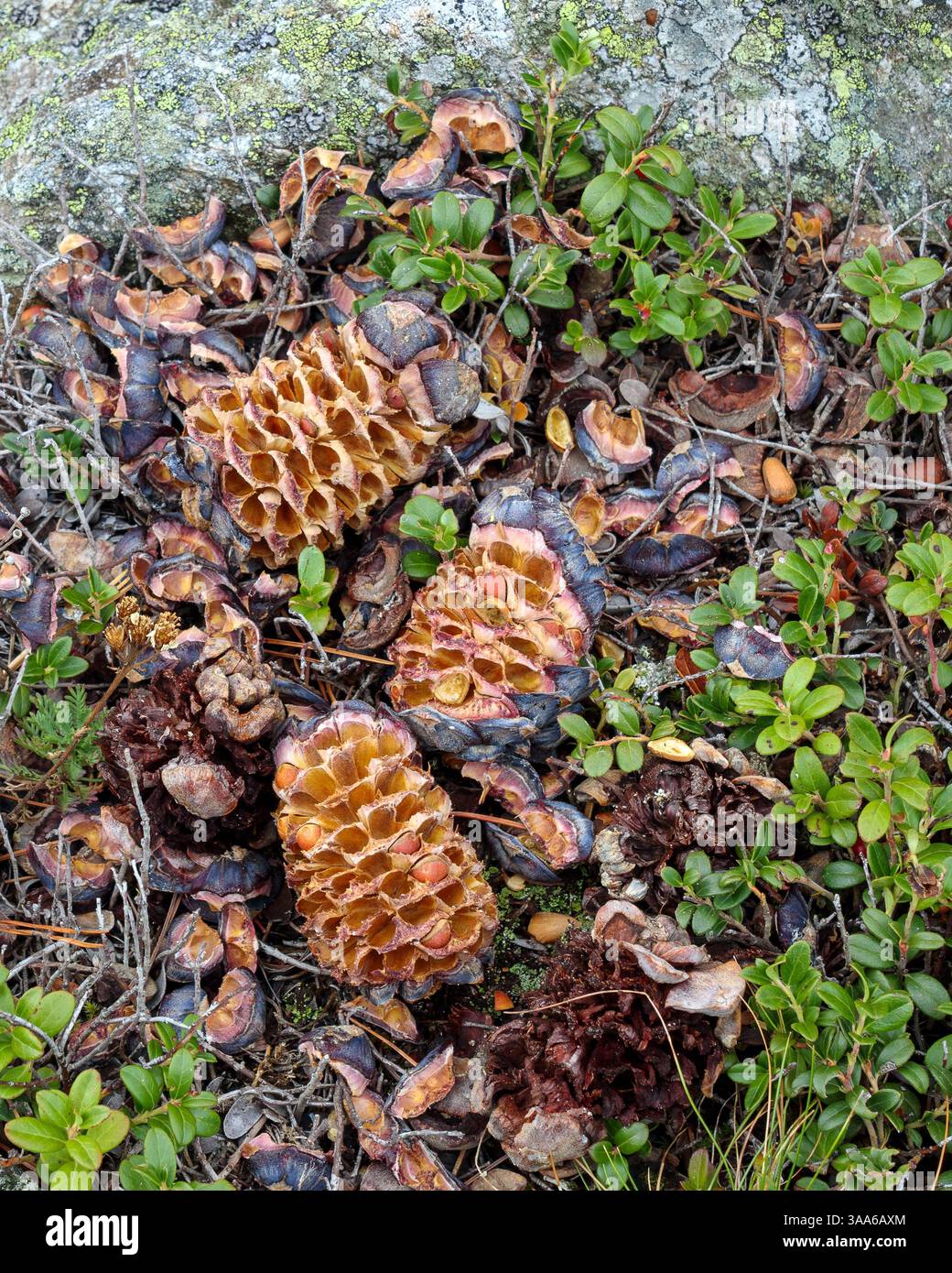 Pine tree scales with seeds hi-res stock photography and images - Alamy