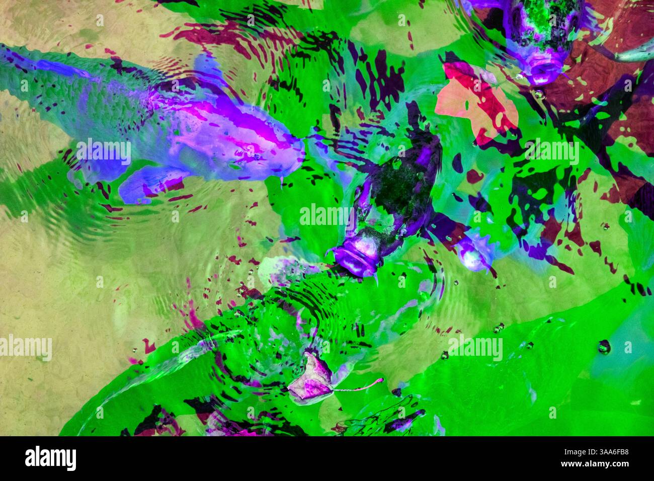 Fish shapes hi-res stock photography and images - Alamy