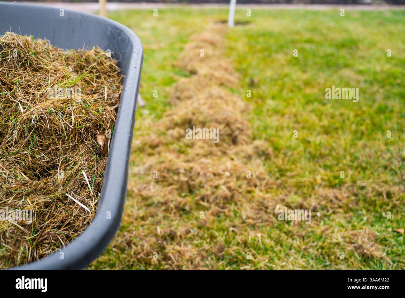 Spring lawn care, grass cleaning and aeration Stock Photo - Alamy