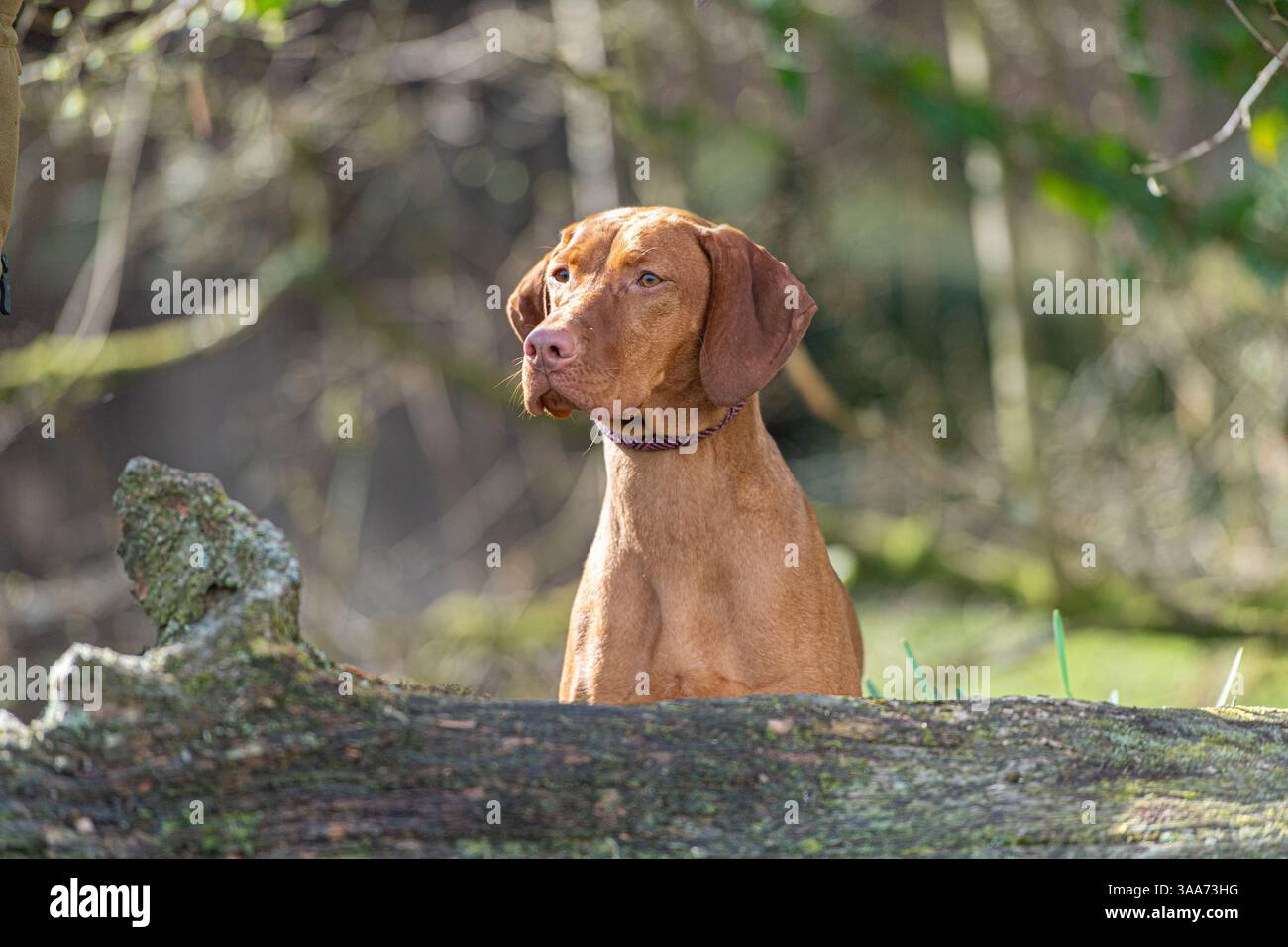 Hungarian vizsla sitting in woodland Stock Photo - Alamy
