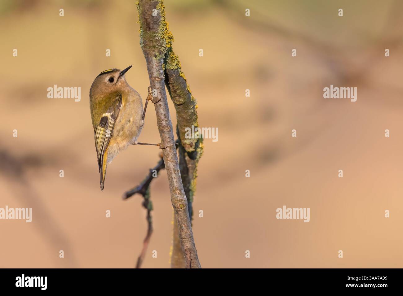 Goldcrest (Regulus regulus) on a spring evening, Perth, Scotland. Tiny ...