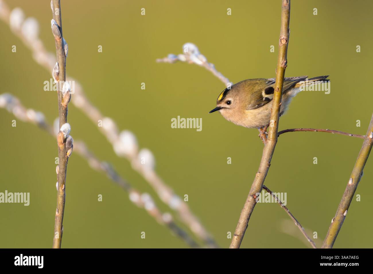 Goldcrest (Regulus regulus) on a spring evening, Perth, Scotland. Tiny ...