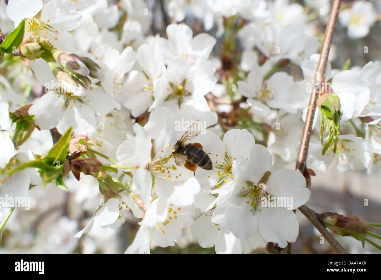 Bee on a almond blossom in spring. Honey bee pollinates flowers of a ...