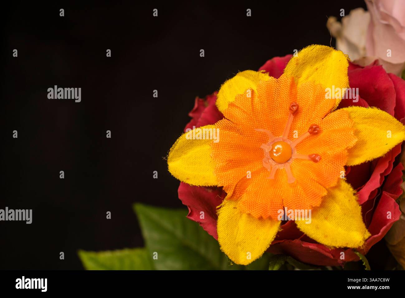 Daffodil flower placed on a pink rose with black background and copy ...