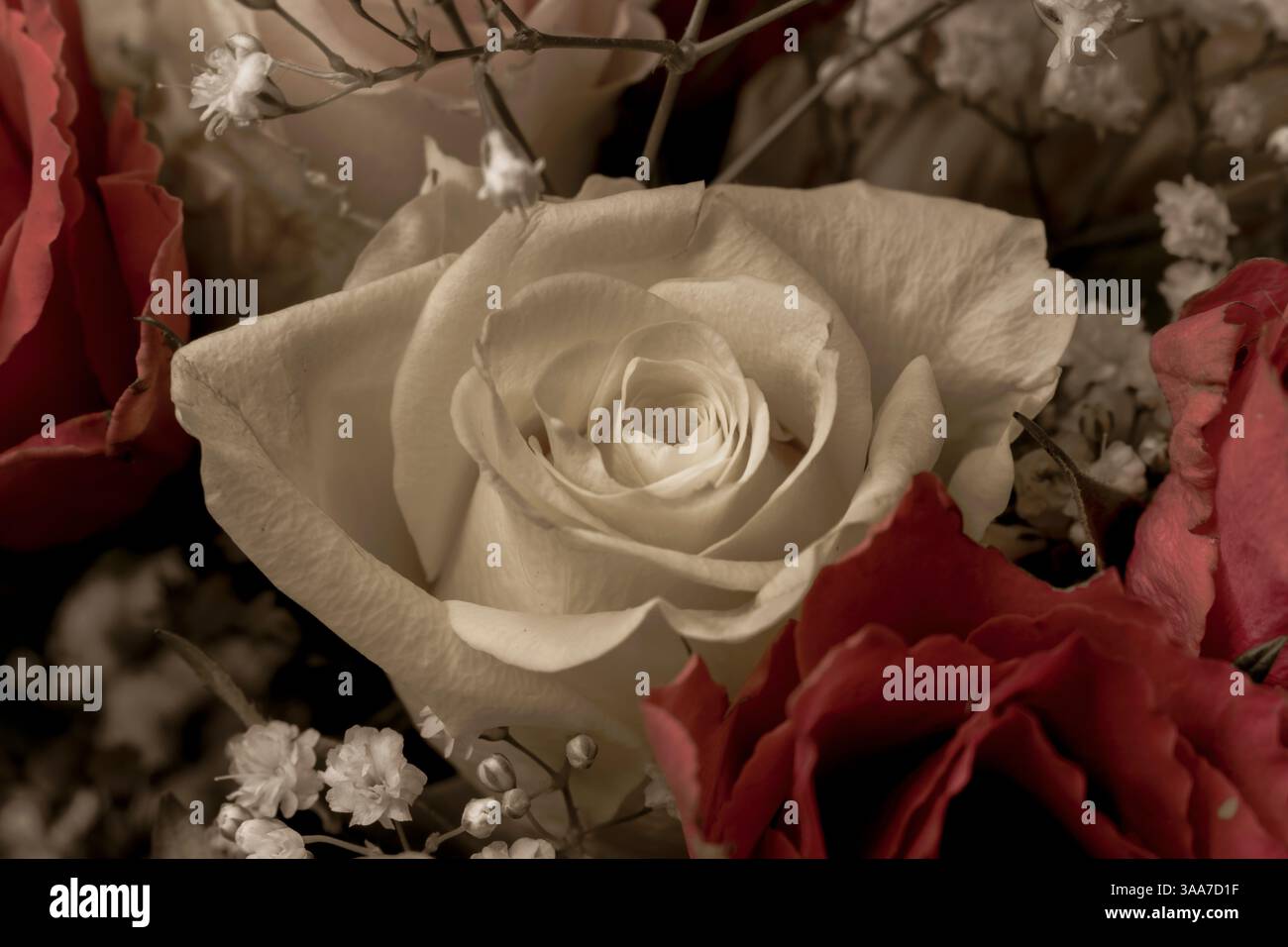 Artistic image of white rose surrounded by tiny white flowers and pink ...