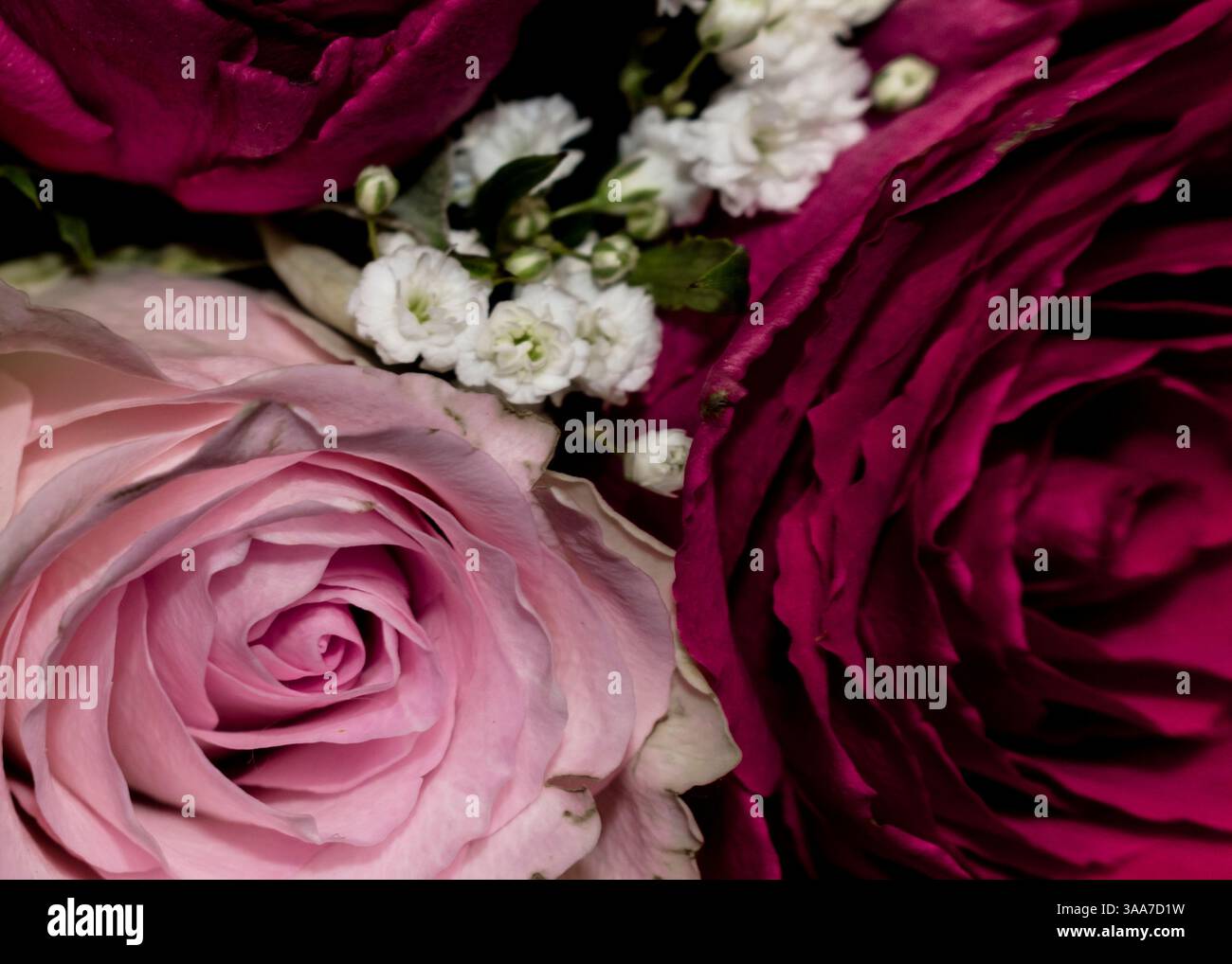 Image of pink roses and white flowers in zoom Stock Photo - Alamy
