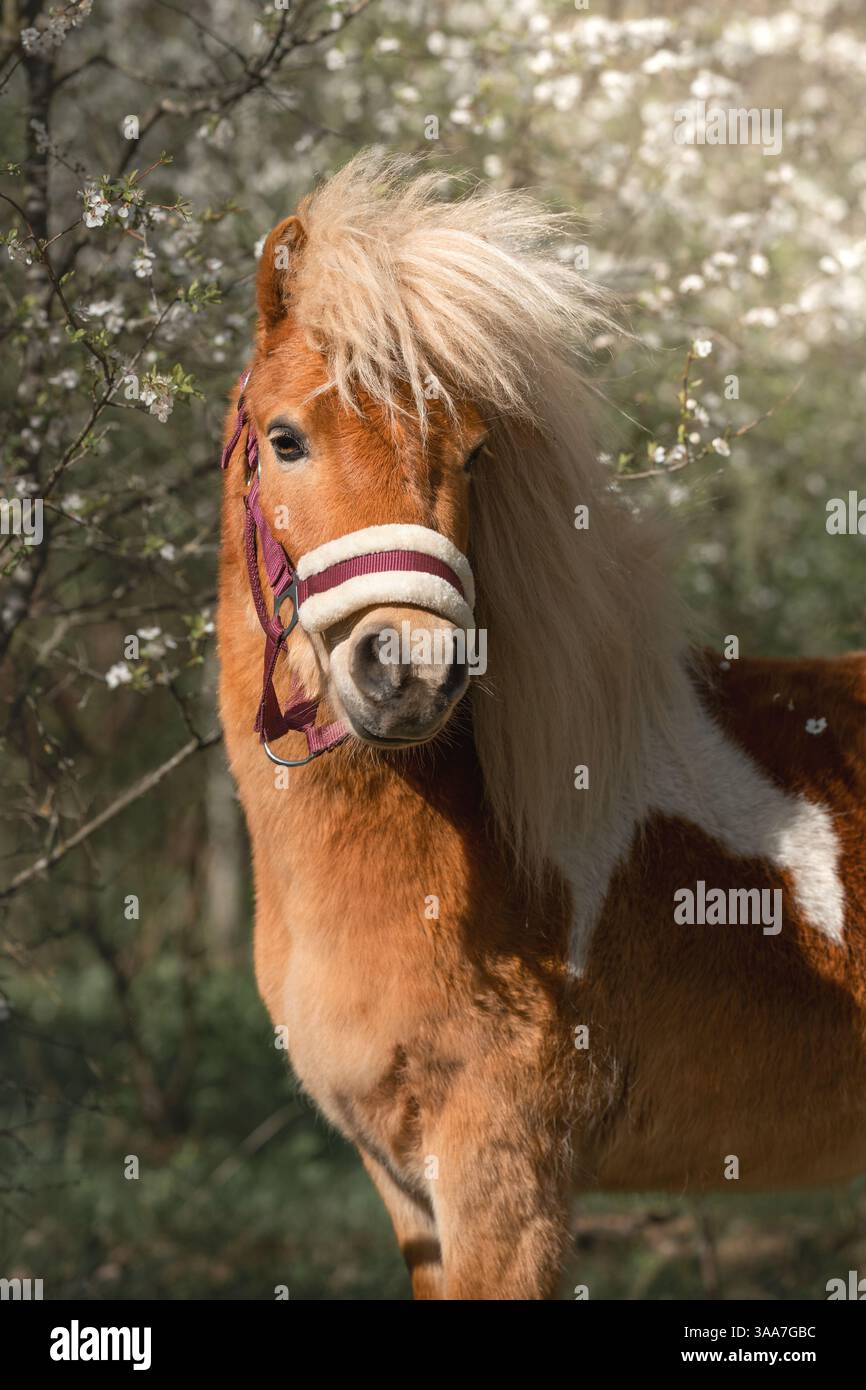 Pony standing among blooming caucasian plum tree in spring time. The ...