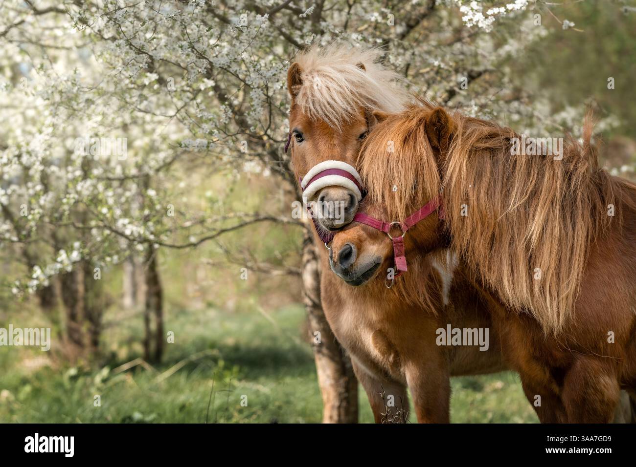 Two ponies standing among blooming Caucasian plum trees in spring time ...