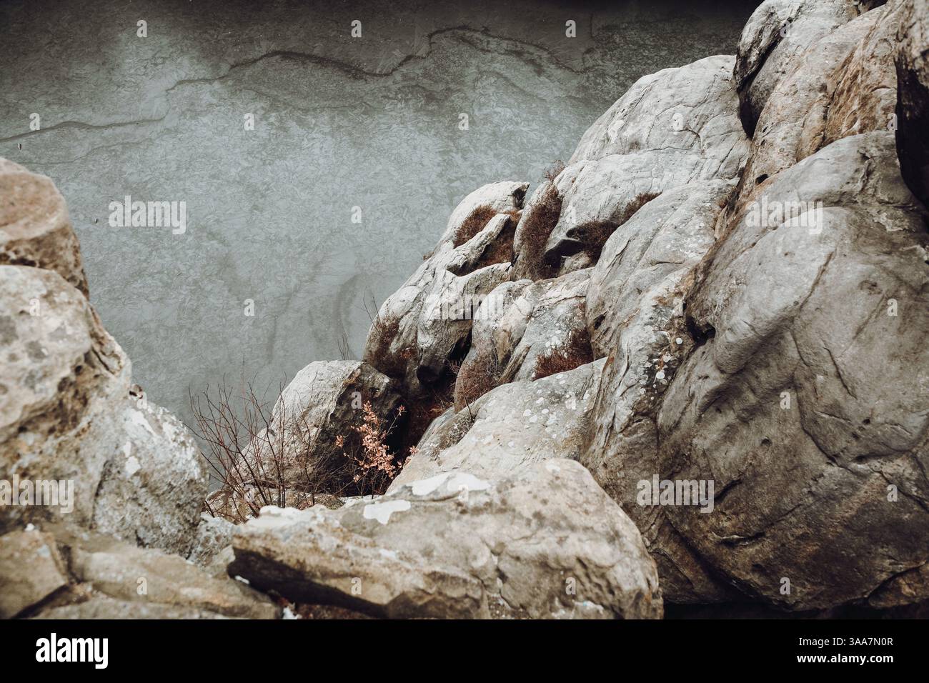 A rock wall with a small plant growing out of it. The plant is green ...