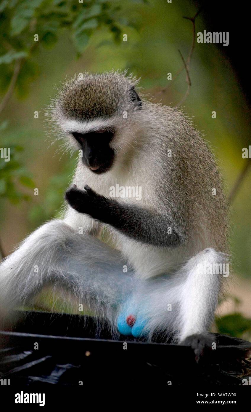 Monkey genitals hi-res stock photography and images - Alamy