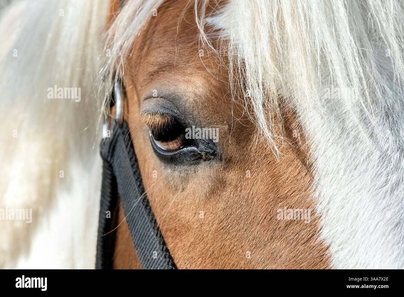 Close-up of a horse'e eye - detailed macro view of equine emotion and ...