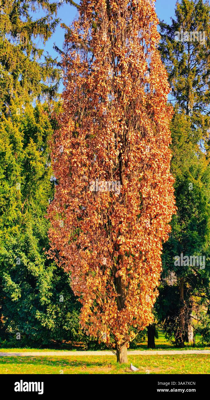 Seasonal footage hi-res stock photography and images - Alamy