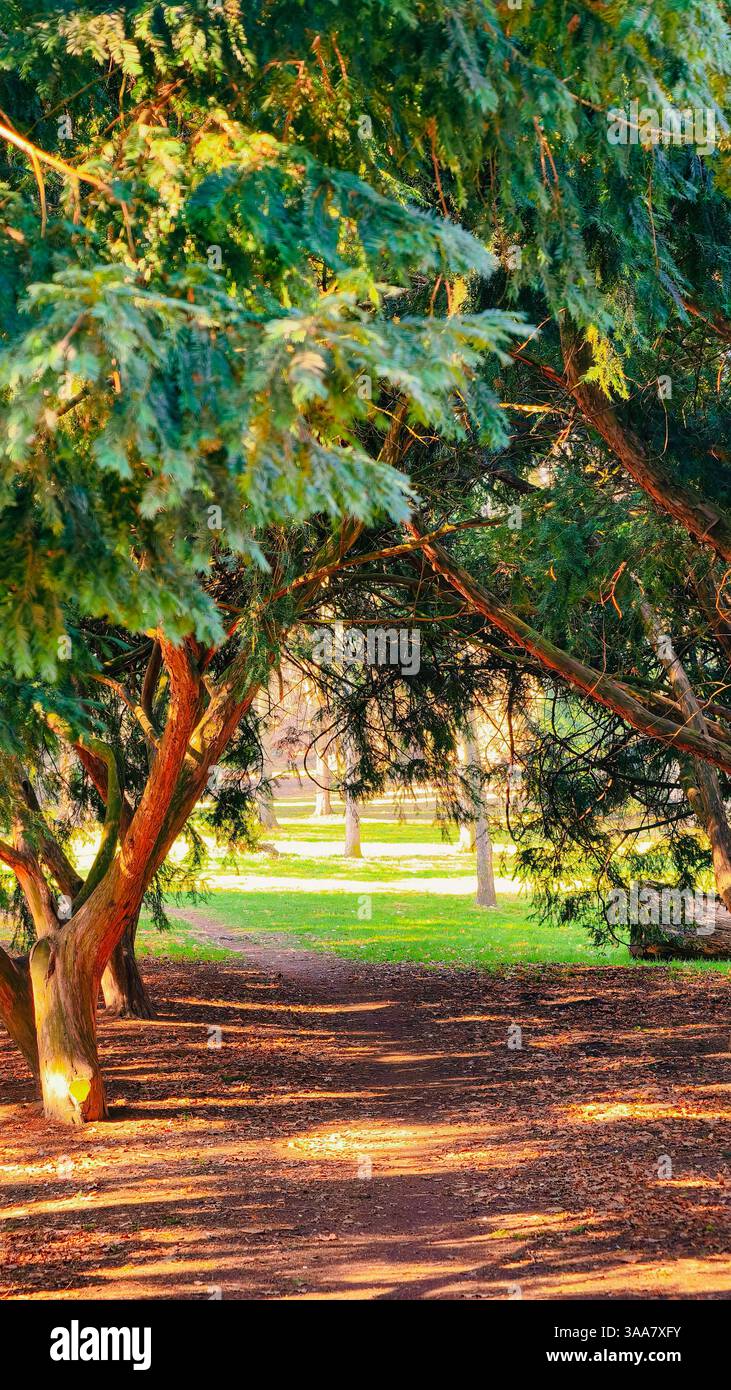 Green forest walkway perfect hi-res stock photography and images - Alamy