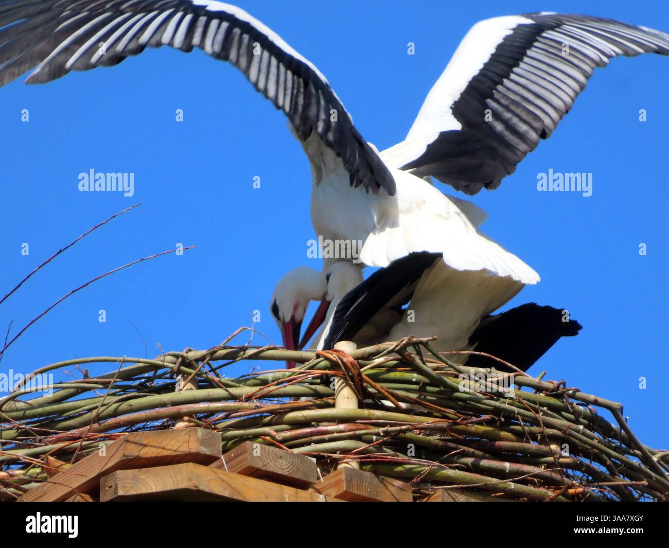...das Storchenpaar wiederholt den Vorgang der Paarung mehrere Male ...