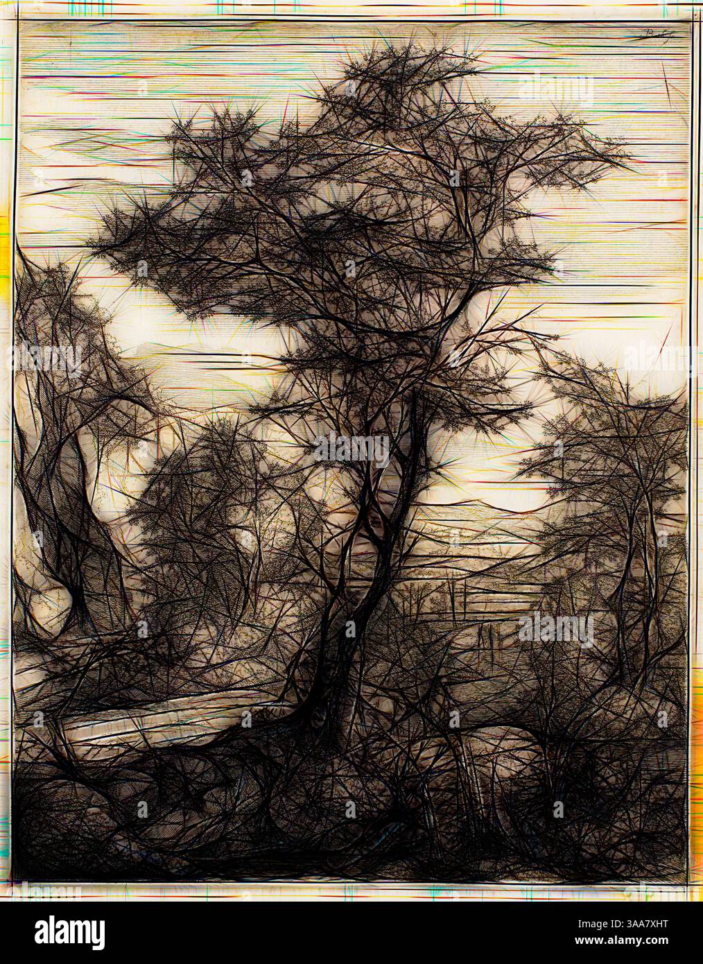 Tangled silhouette of trees stands hi-res stock photography and images ...