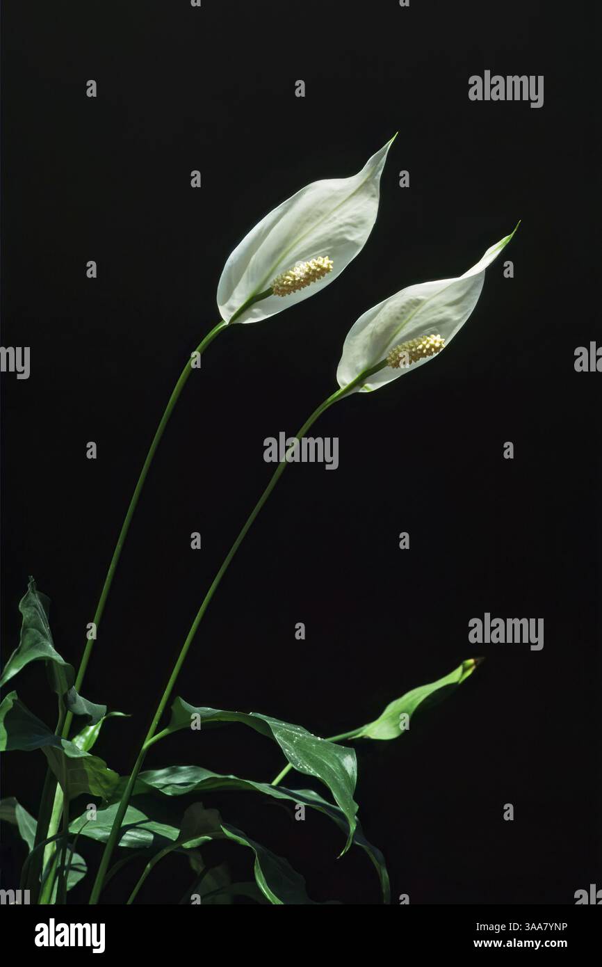 plant, on a dark background, of peace lily or spathe flower with two ...