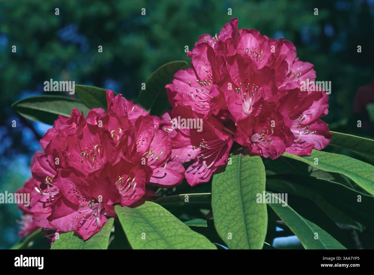 tree rhododendron in full bloom, detail of the flowers and Leaves ...
