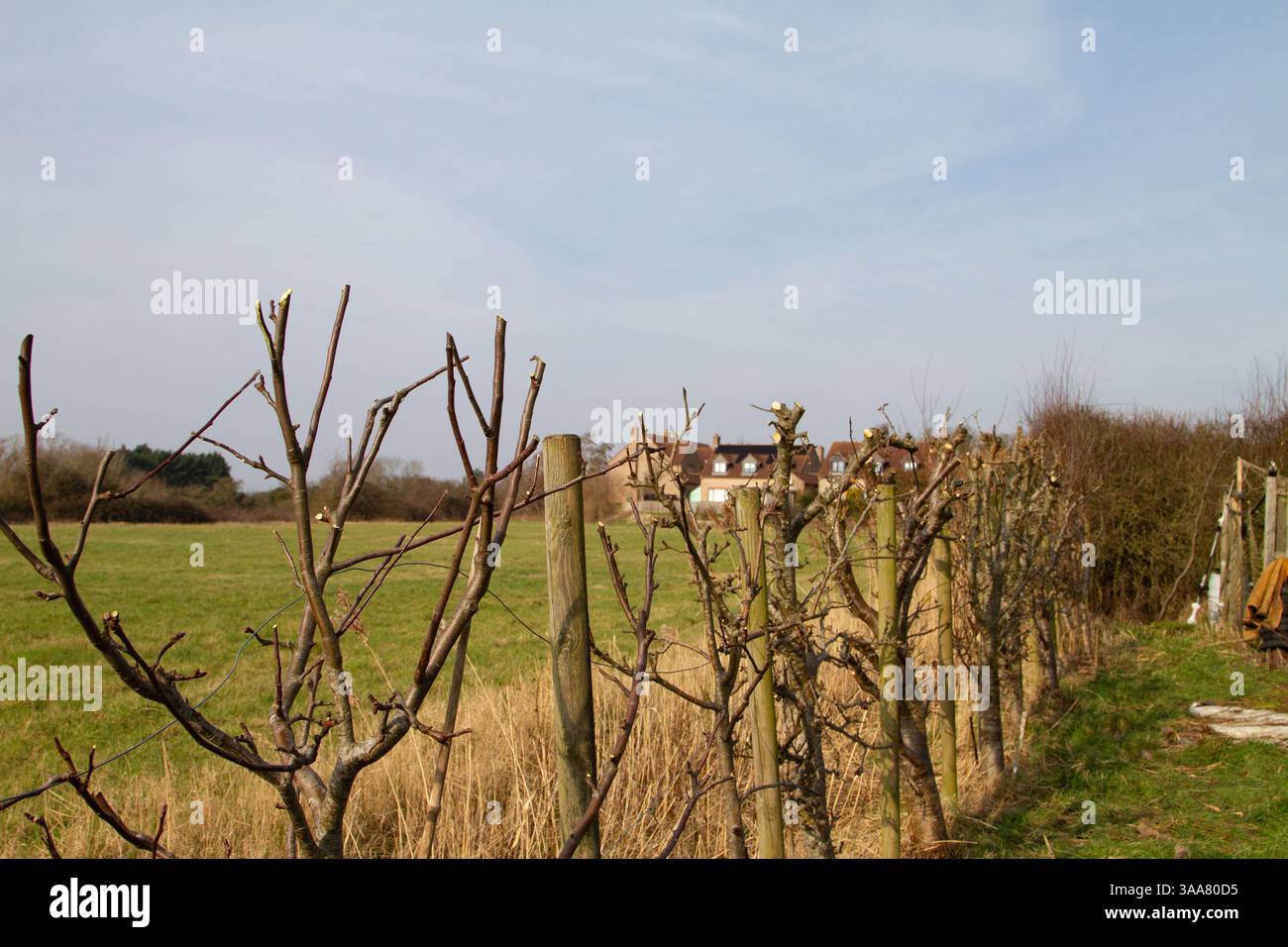 Fan trained espalier hi-res stock photography and images - Alamy