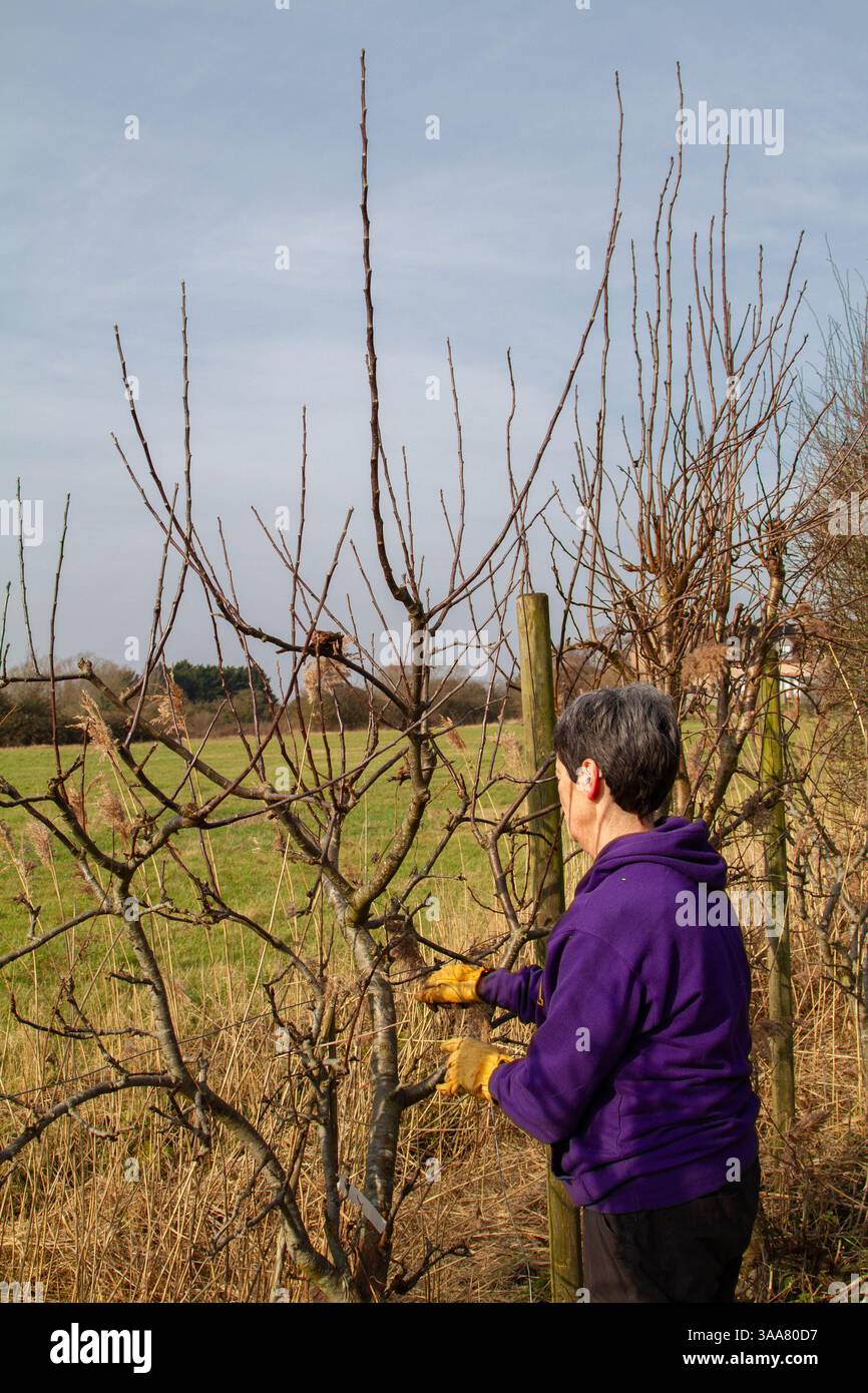 Middle aged woman pruning espalier and fan fruit trees with a battery ...