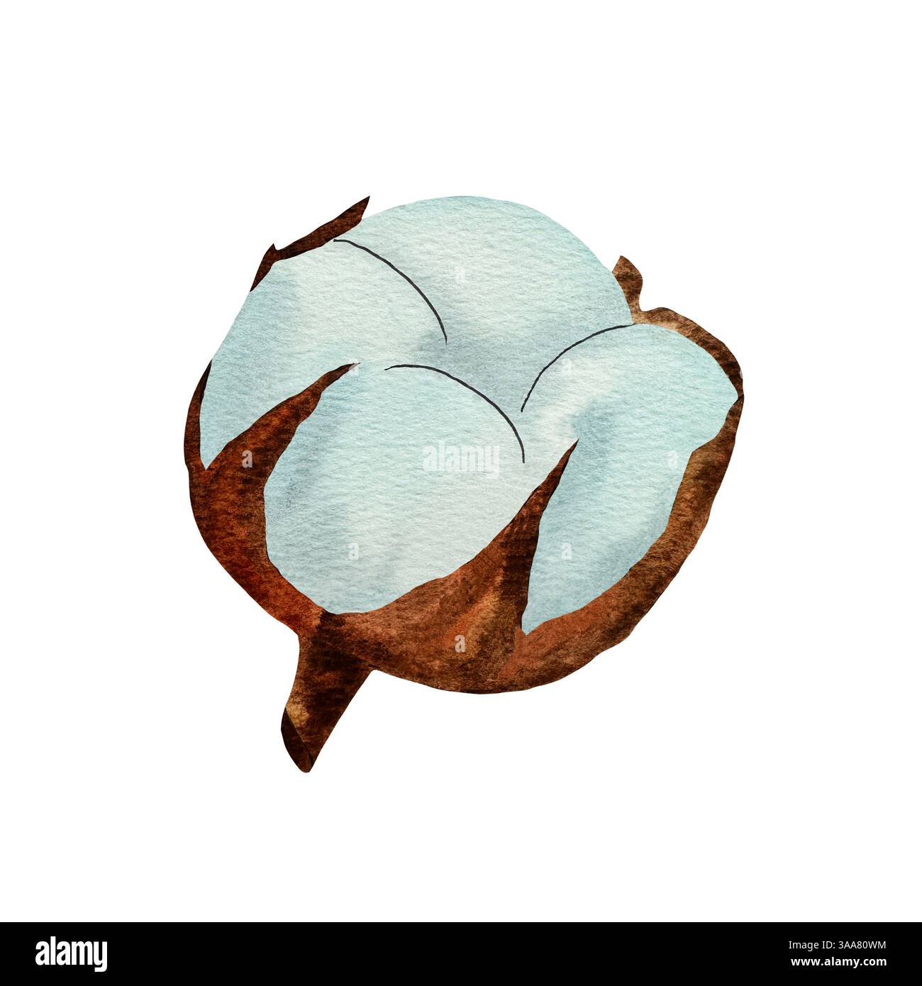 Wonderful white cotton. Watercolor illustration, isolated object from a ...