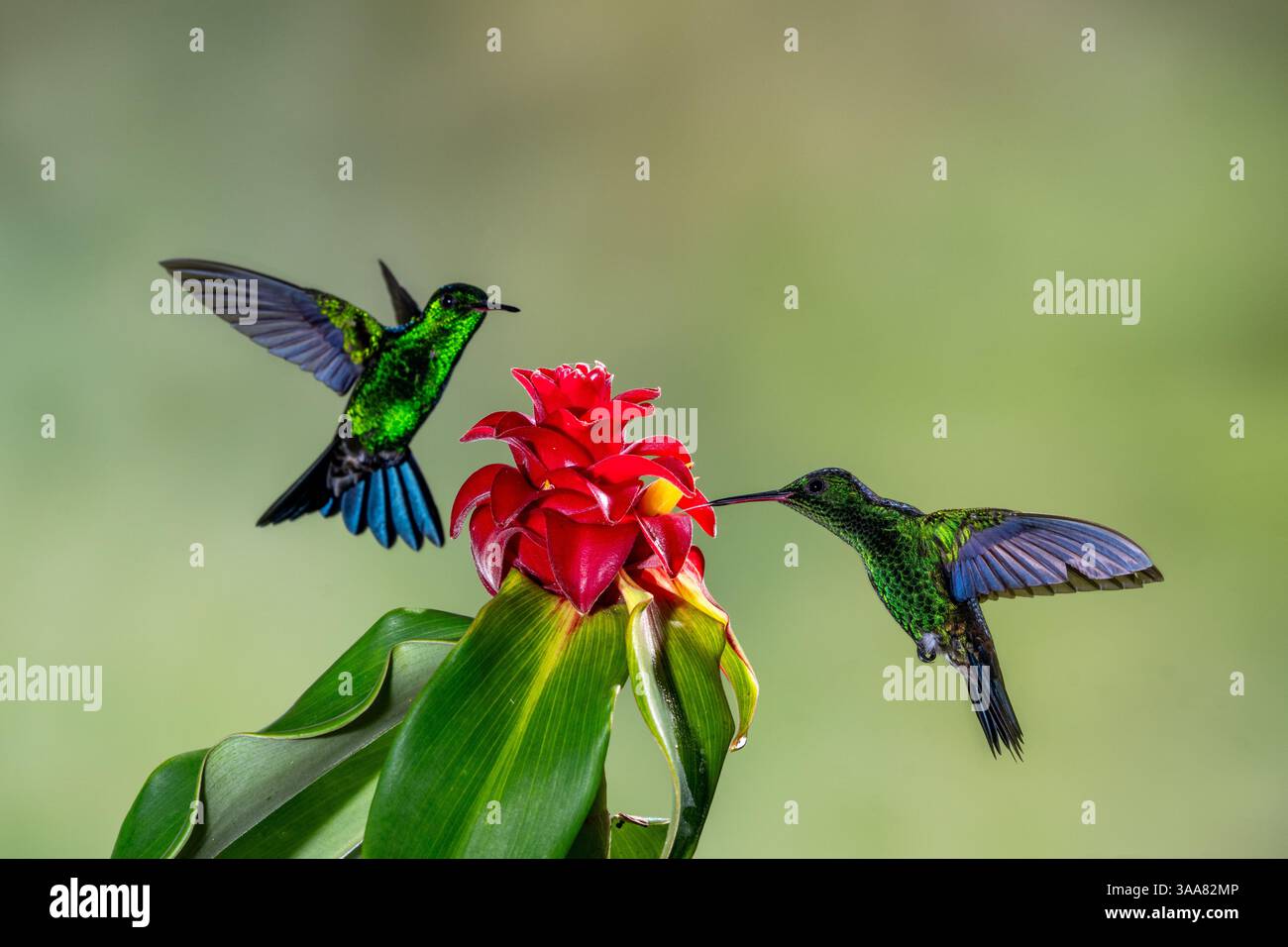 Two Steely-vented Hummingbirds, Amazilia saucerrottei, on a costus ...