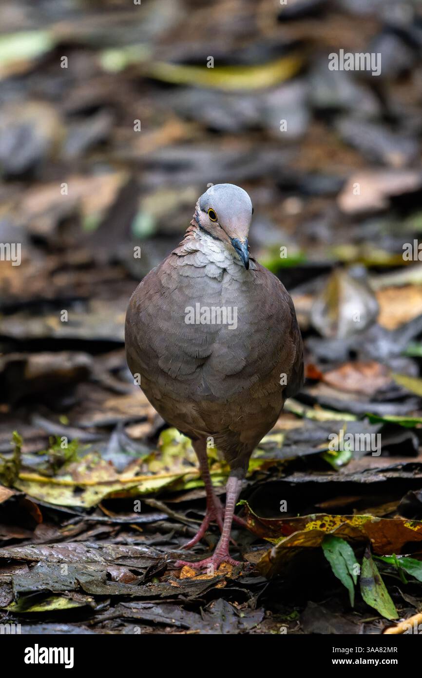 A White-throated Quail Dove, Zentrygon frenata, foraging in the leaf ...